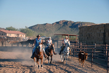 Arizona Horse Riding Guest Ranch USA North America White Stallion