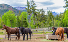 Yellowstone Guest Ranch Holiday