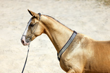 Emese Trail Ride in Hungary