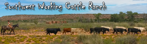 New Mexico Equestrian Holidays Southwest Working Cattle Ranch USA